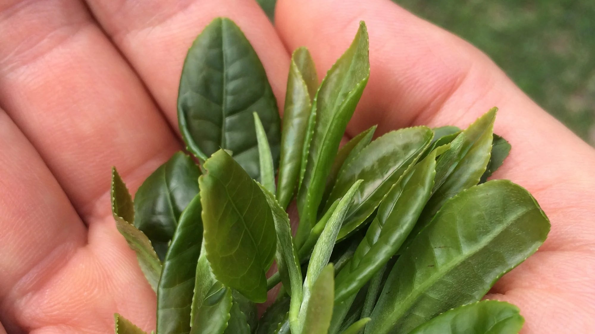 Green Teas – Metolius Tea Wholesale